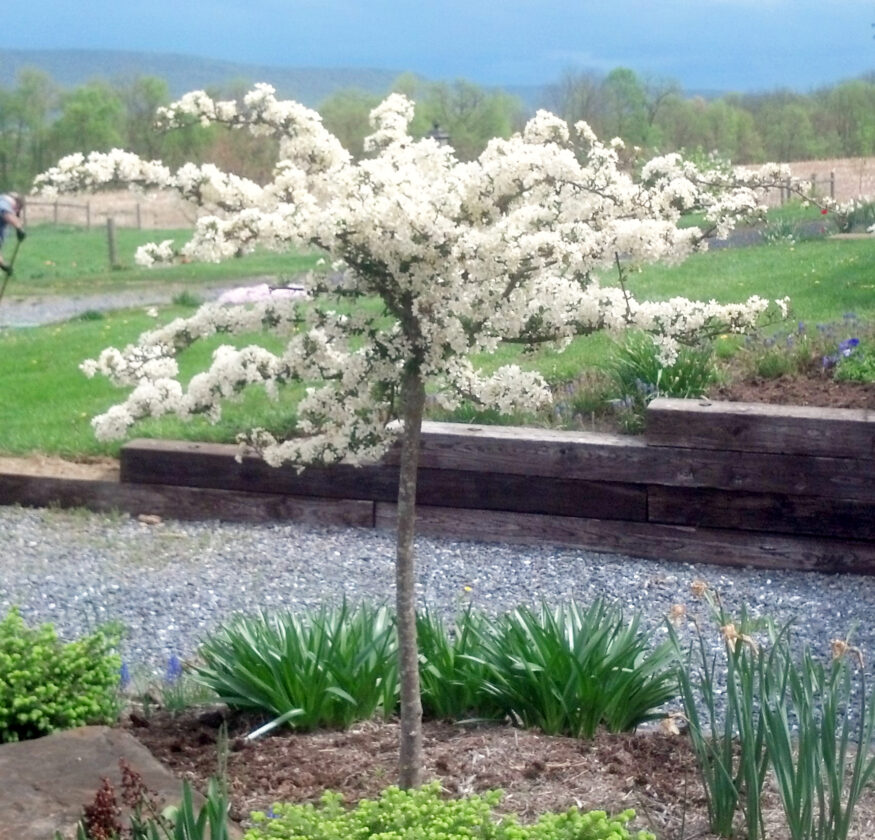 A tree’s future depends on how you plant it | News, Sports, Jobs - The ...